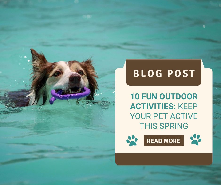 10 Fun Outdoor Activities to Keep Your Pet Active This Spring
