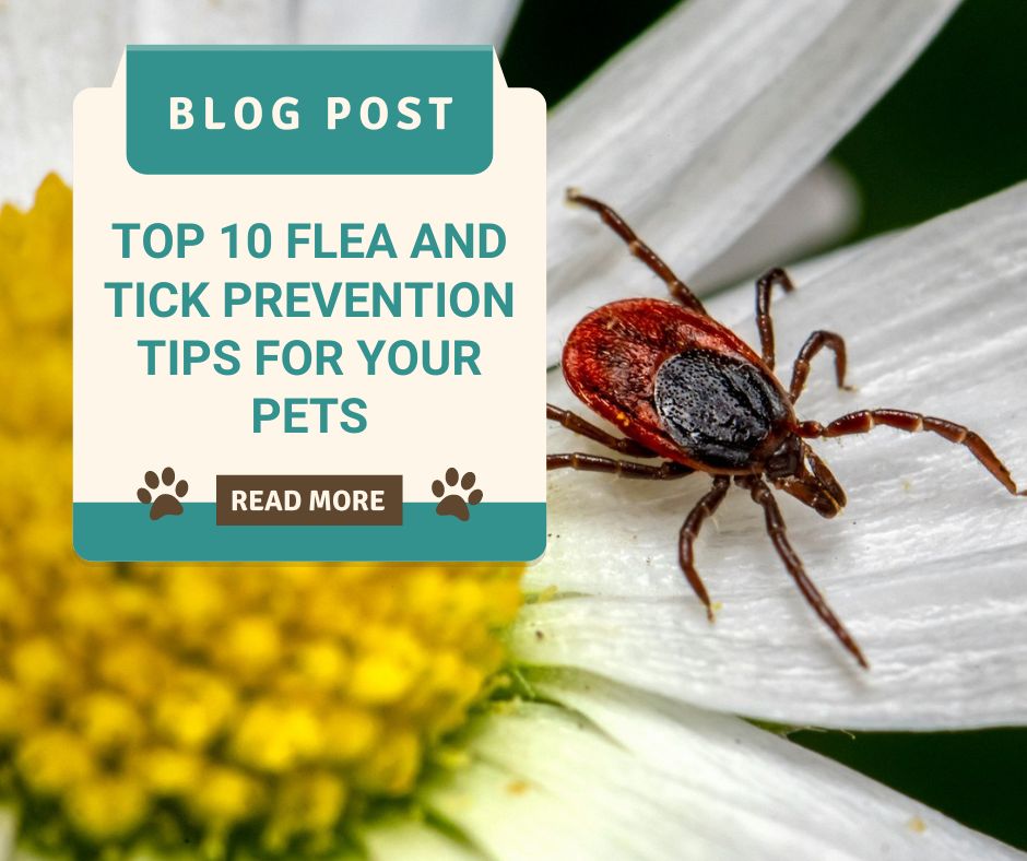 Top 10 Flea and Tick Prevention Tips for Your Pets