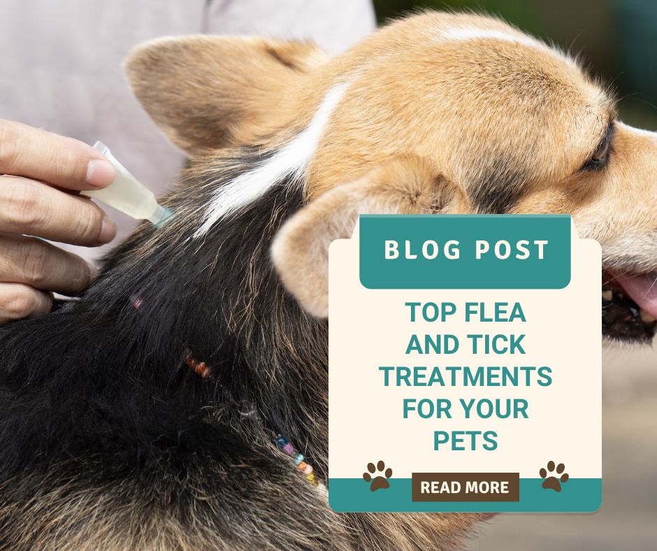Top Flea and Tick Treatments for Your Pets
