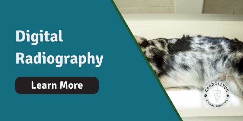 Digital Radiography - Carrollton Animal Hospital