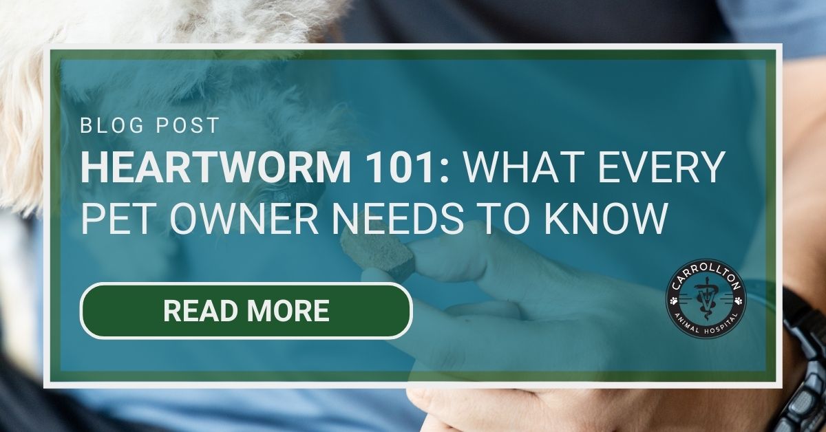 Heartworm 101: What Every Pet Owner Needs to Know